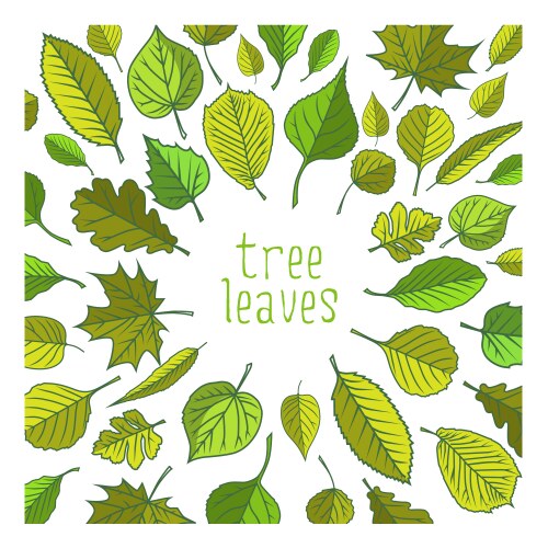 Set of tree leaves Royalty Free Vector Image - VectorStock