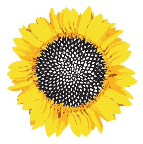 Sunflower Vector Images (over 53,000)