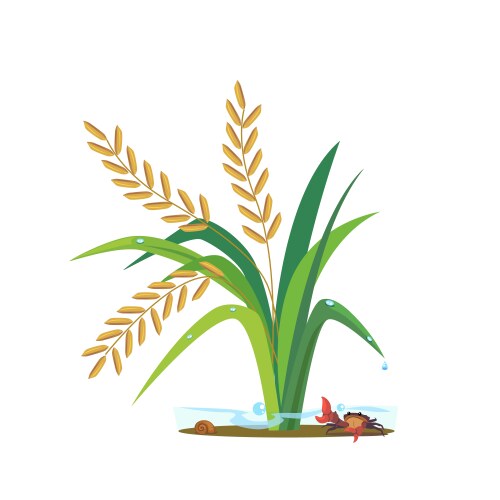 Rice background Royalty Free Vector Image - VectorStock