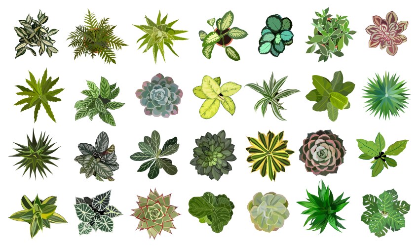 Indoor Plants Top View Vector Images (over 390)