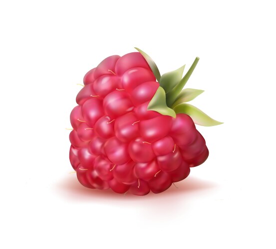 Raspberry fruit with stem healthy vegetarian food Vector Image