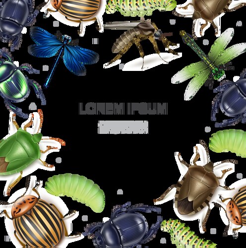Realistic insects colorful collection Royalty Free Vector