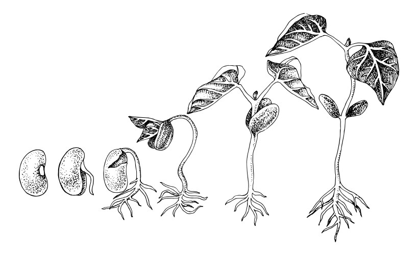 Seed Development Vector Images (over 5,200)