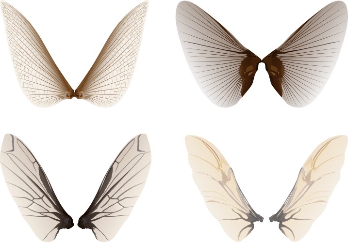 Insect Vector Images (over 240,000)