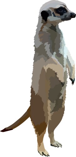 Mongoose Vector Images (over 720)