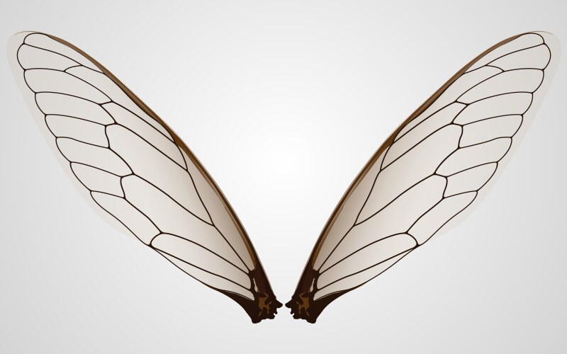 Insect Vector Images (over 230,000)