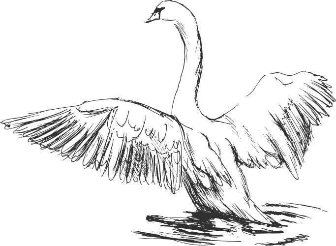 Swan with lift wings Royalty Free Vector Image