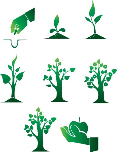 Plant growth stages tree Royalty Free Vector Image