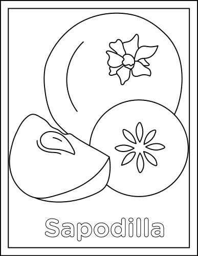 Sapodilla Vector Images (over 470)