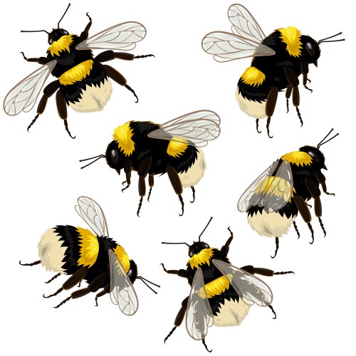 Bumblebee Clipart Vector Images (over 1,400)