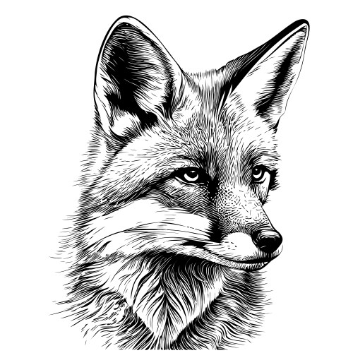 Fox Line Drawing Vector Images (over 6,400)