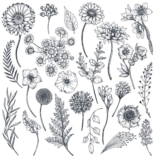 Vintage Flower Illustration Black And White