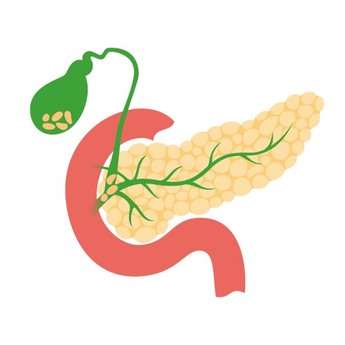 Pancreas Vector Images (over 6,400)