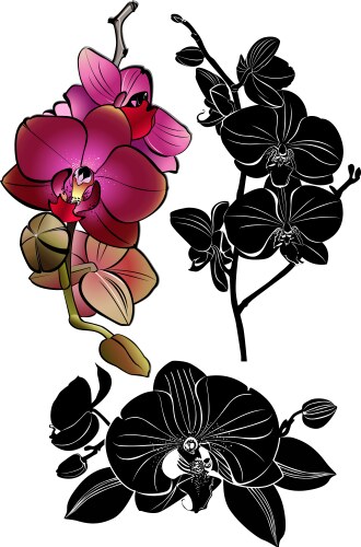 Stylized orchid branch Royalty Free Vector Image