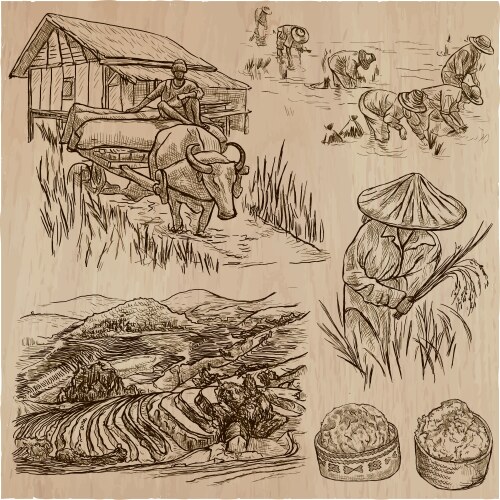 Rice Crop Vector Images (over 11,000)