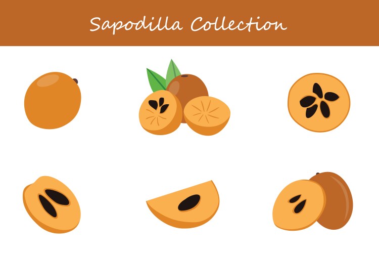 Sapodilla Vector Images (over 470)