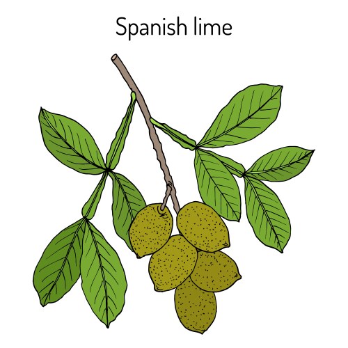 Lime Tree Vector Images (over 11,000)