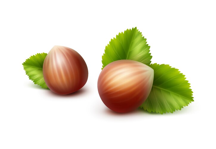 Hazelnut frame Royalty Free Vector Image - VectorStock
