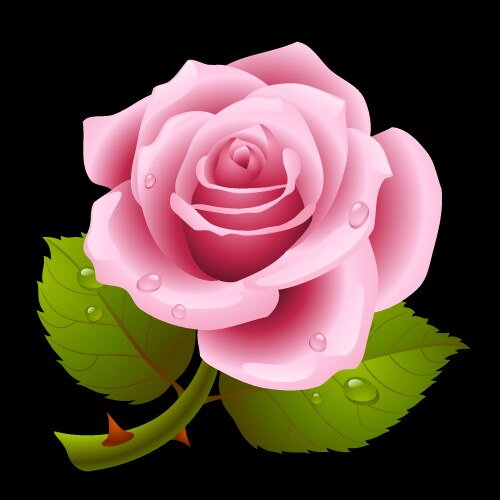 White rose design elements Royalty Free Vector Image