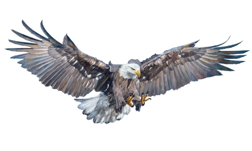 Bald eagle swoop attack hand draw and paint color Vector Image