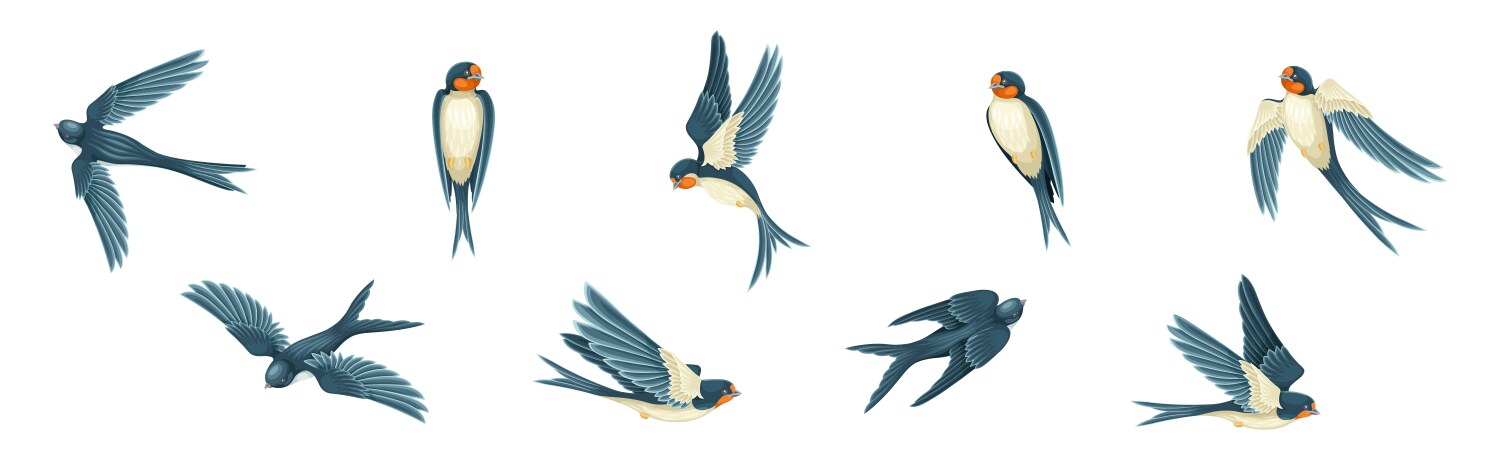 Swallow or martin passerine bird with long tail Vector Image