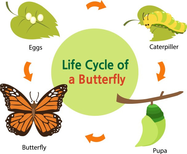 Butterfly life cycle Vector Images & Graphics for Commercial Use ...