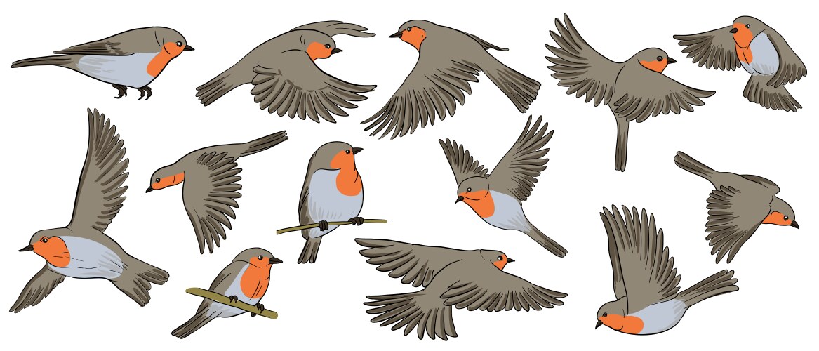 Free Robin Bird Vector Images (47)