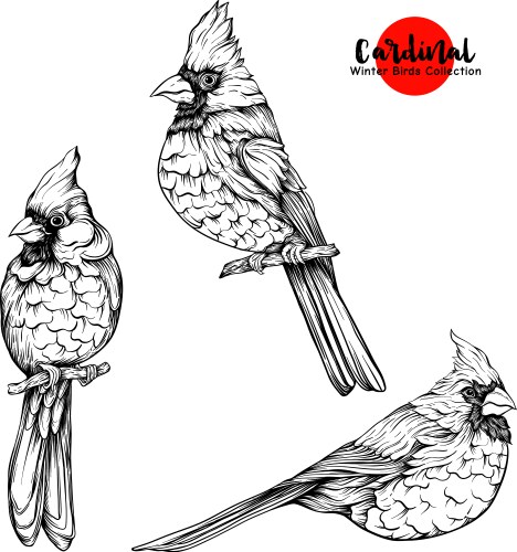 Cardinal Vector Images (over 5,000)