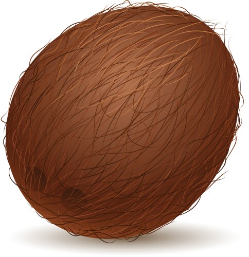 Whole coconut Royalty Free Vector Image - VectorStock