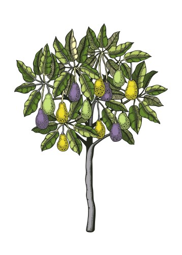 Avocado tree isolated with fruit below 100 Vector Image