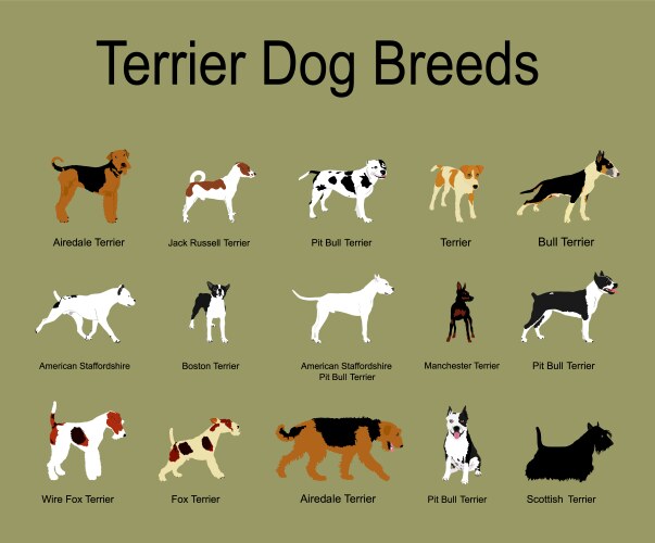 Fighters terrier dog breed collection Royalty Free Vector