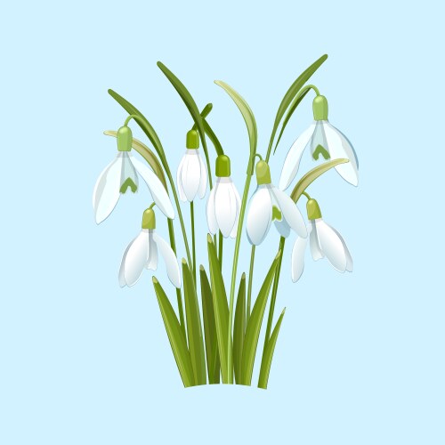 Snowdrop flowers on a blue background Royalty Free Vector