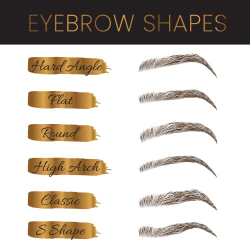 Eyebrow shapes types Royalty Free Vector Image