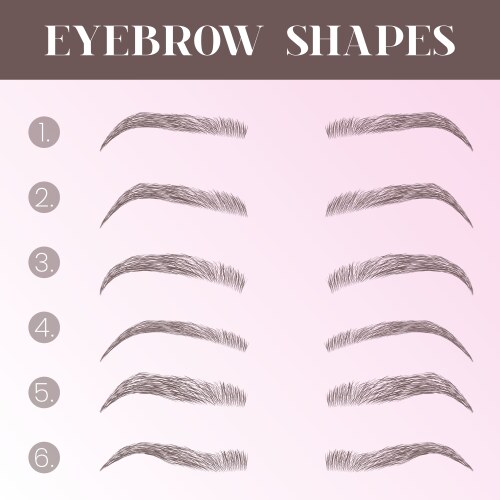 Eyebrows colors chart Royalty Free Vector Image
