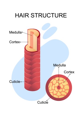 Artery Anatomy & Structure – Royalty-Free Vector | VectorStock