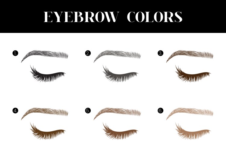 Eyebrow colors chart Royalty Free Vector Image