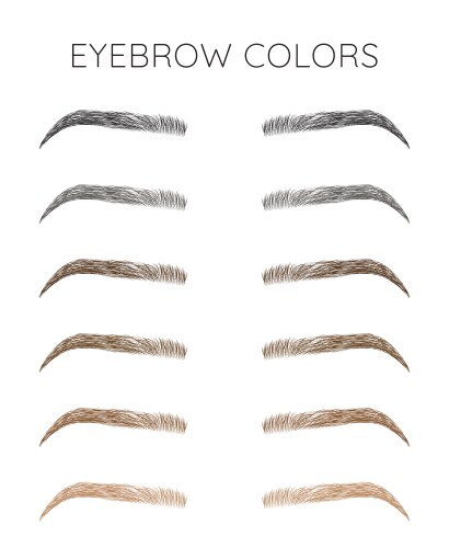 Eyebrow colors chart Royalty Free Vector Image