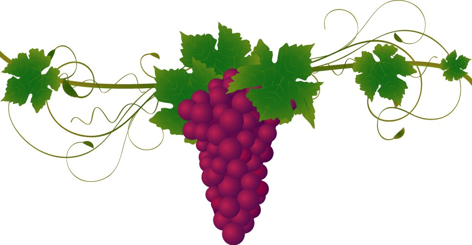 Red grape vine Royalty Free Vector Image - VectorStock
