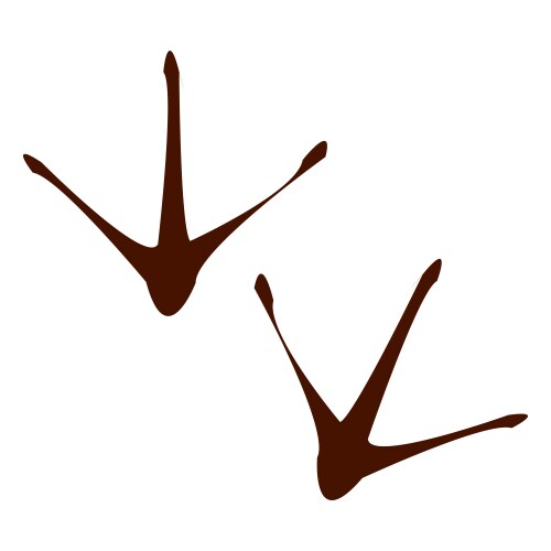 Bird Footprints Vector Images (over 3,700)