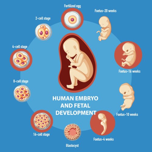 Human embryonic development in infographic Vector Image