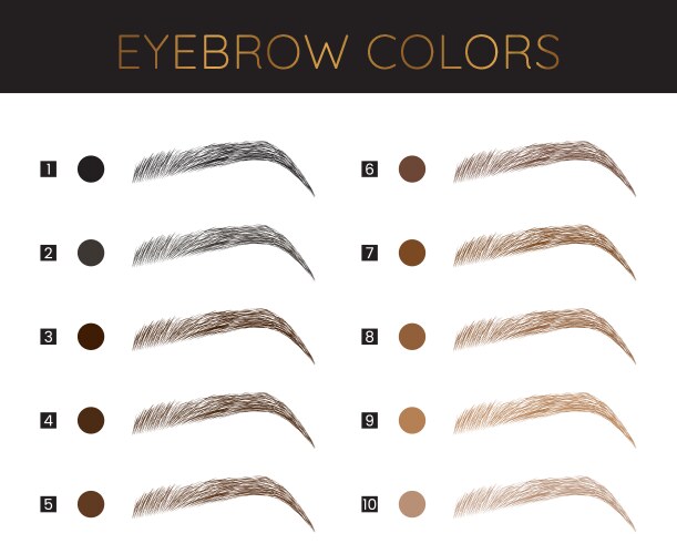 Eyebrows colors chart Royalty Free Vector Image