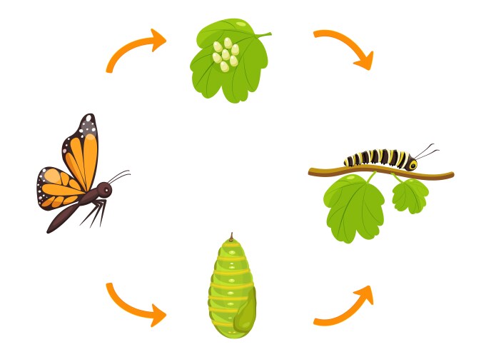 Butterfly Life Cycle Vector Images (over 940)