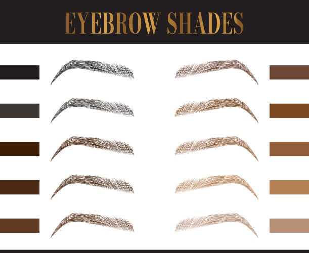 Eyebrows colors chart fashion make up Royalty Free Vector