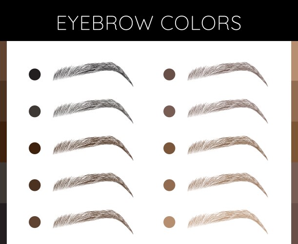 Eyebrow shapes types Royalty Free Vector Image