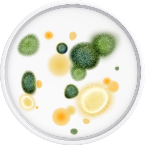 Fungus Vector Images (over 37,000)