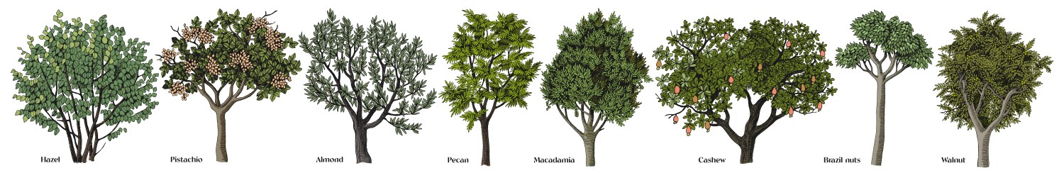 Nuts Royalty Free Vector Image - VectorStock