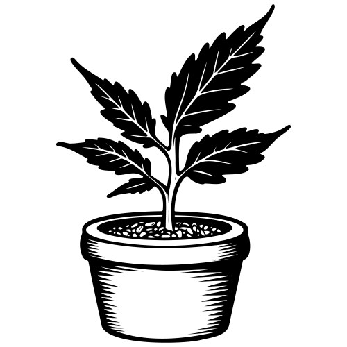 Pot leaf hand drawn line transparent background Vector Image