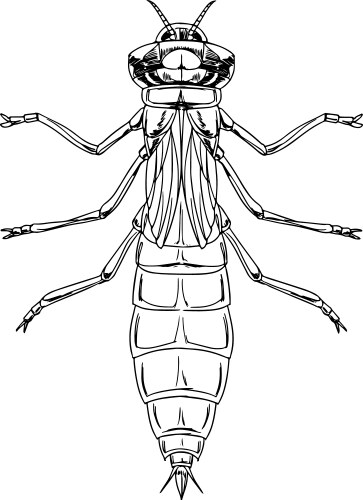 Insect Anisoptera Dragonfly Vector Images (66)