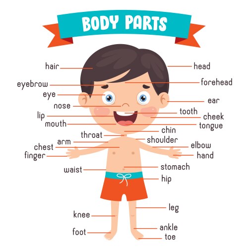 Human body parts Royalty Free Vector Image - VectorStock