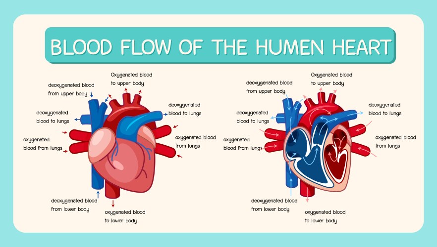 Diagram blood flow human heart Royalty Free Vector Image
